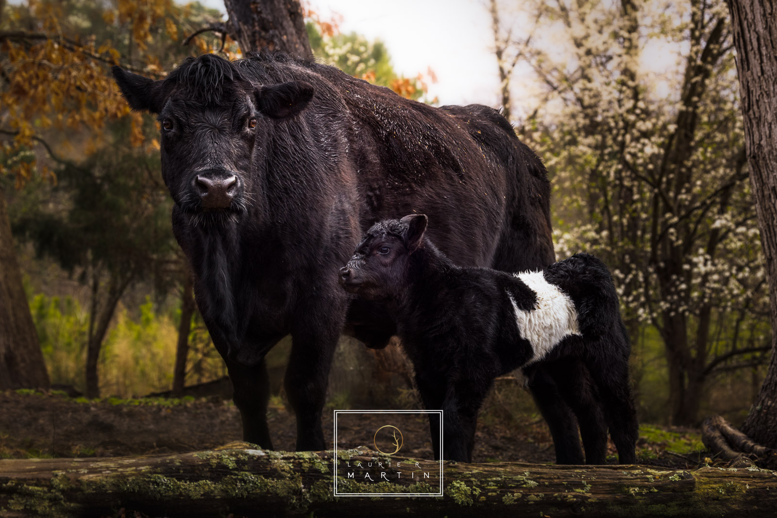 State Fair Blue Ribbon | North Carolina | Laurie R. Martin Photography